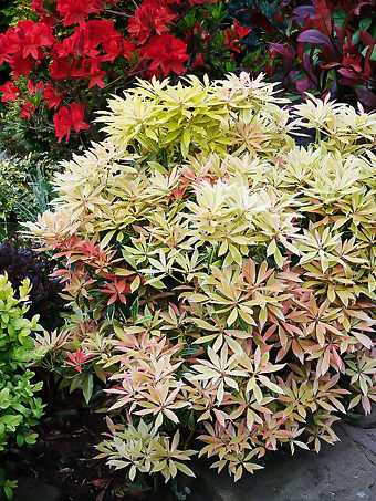 Mountain Fire Pieris For Sale | The Tree Center