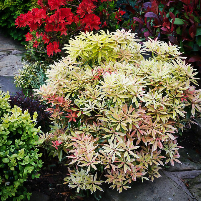 Flaming Silver Pieris For Sale | The Tree Center