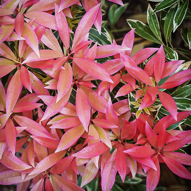 Flaming Silver Pieris For Sale | The Tree Center