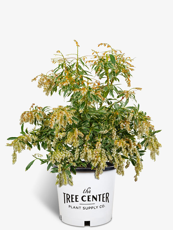 Mountain Fire Pieris For Sale | The Tree Center