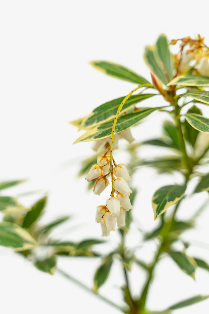 Flaming Silver Pieris For Sale | The Tree Center