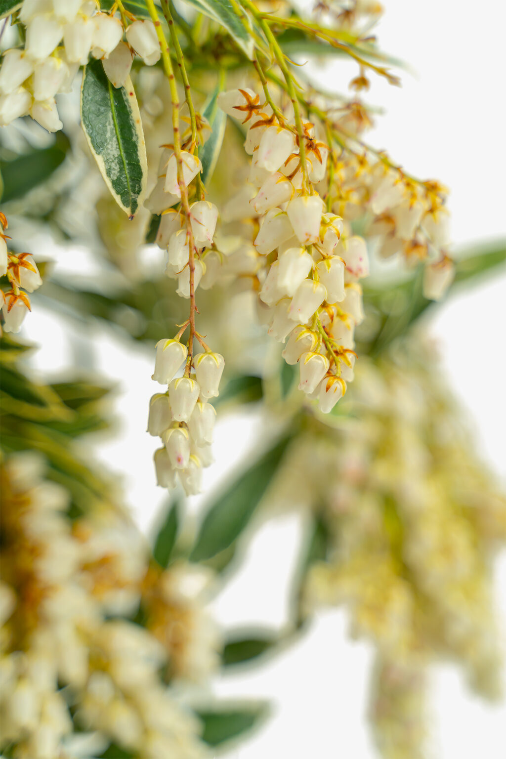 Flaming Silver Pieris For Sale | The Tree Center