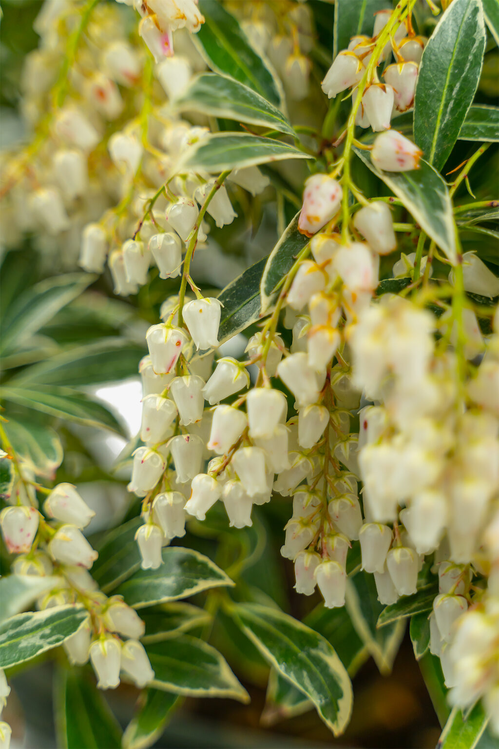 Flaming Silver Pieris For Sale | The Tree Center