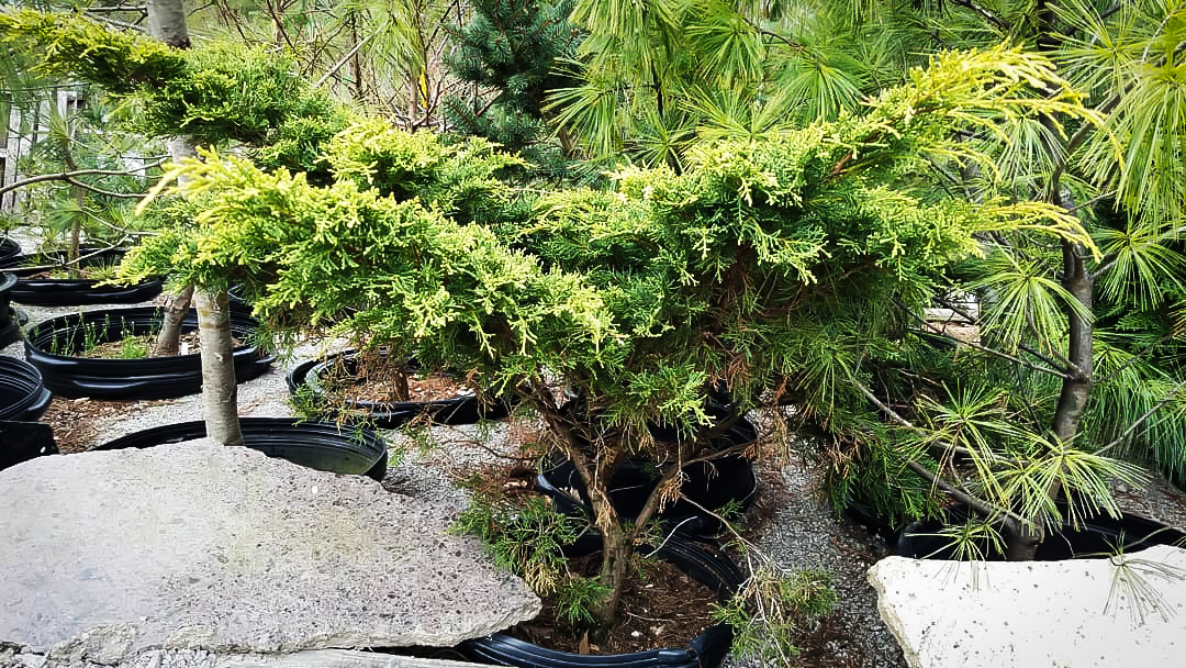 Gold Coast® Juniper For Sale | The Tree Center