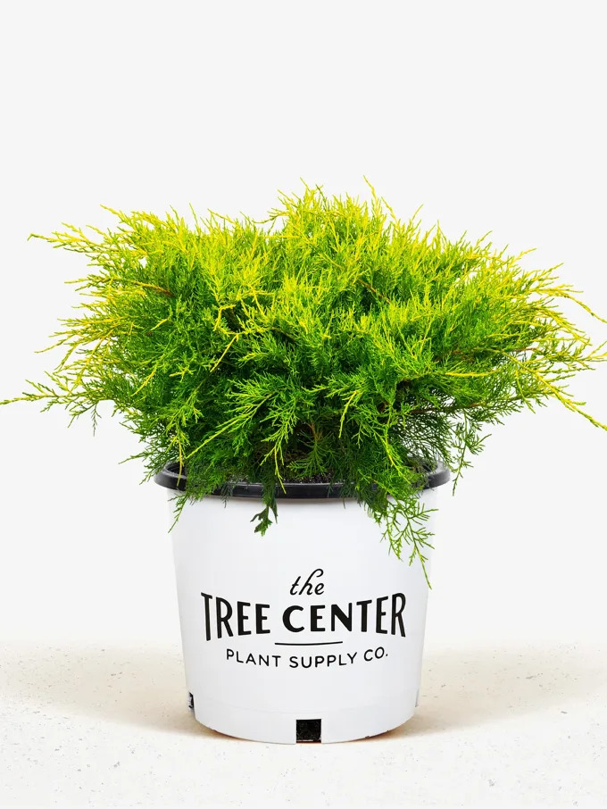 Juniper Trees For Sale Online | The Tree Center