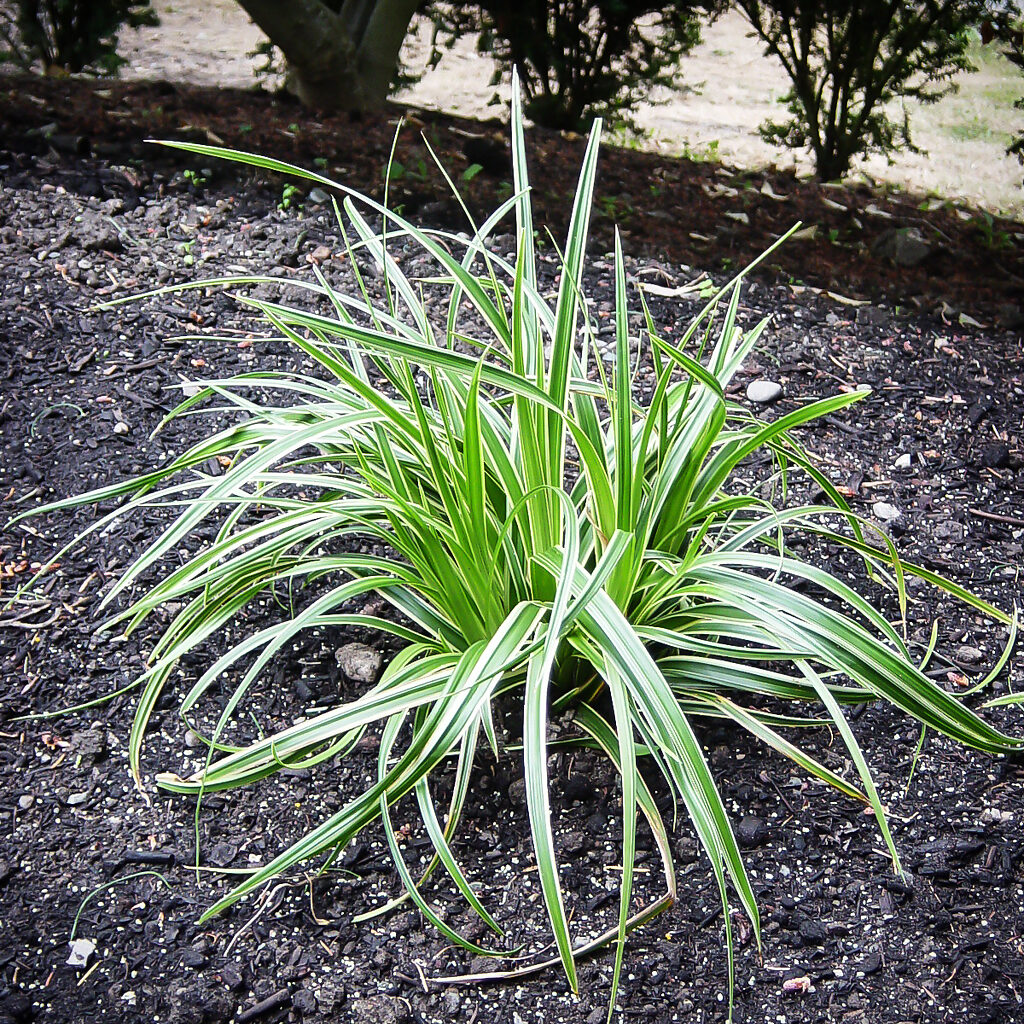 Ice Dance Sedge For Sale | The Tree Center