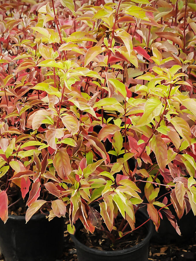 Yellow Twig Dogwood For Sale | The Tree Center