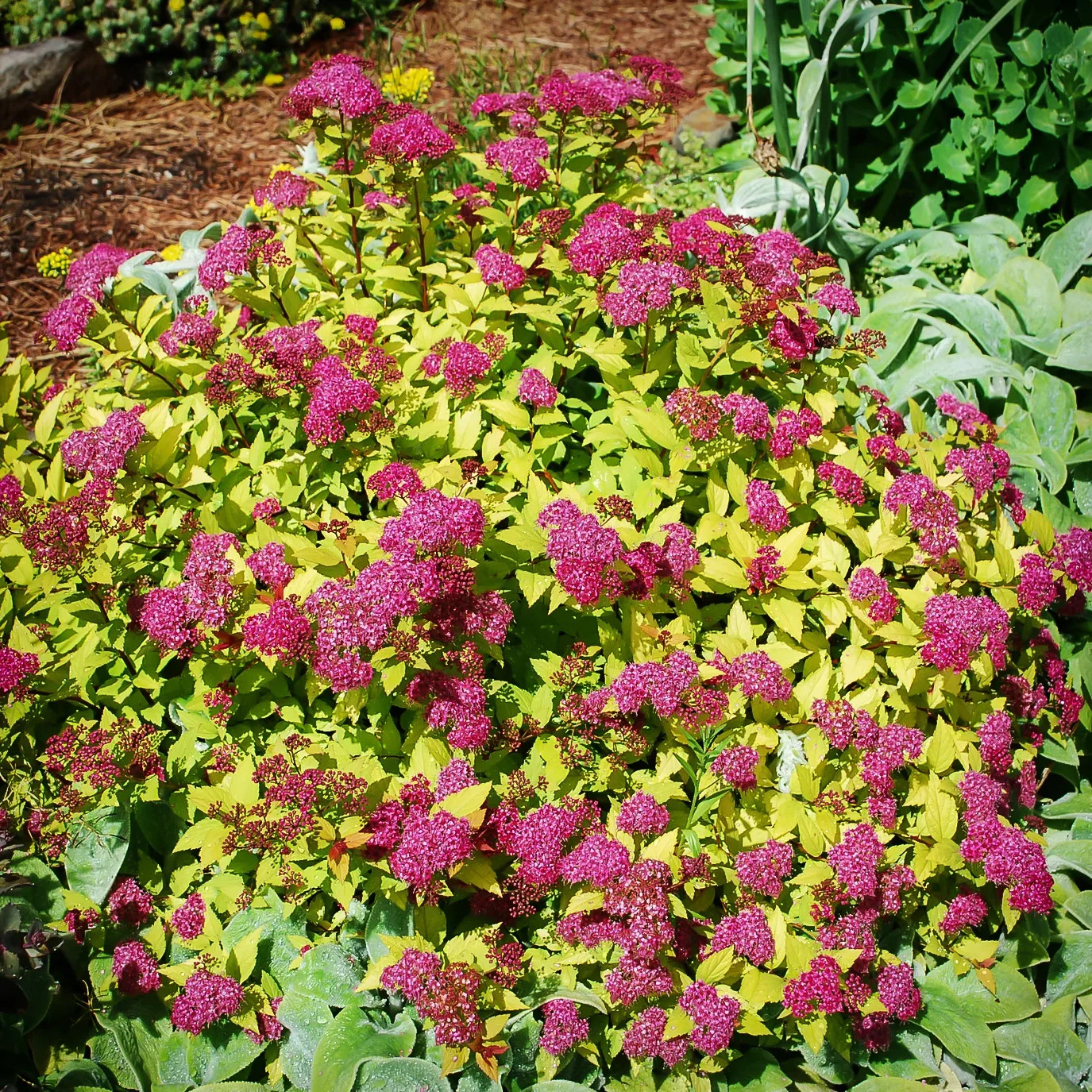 Magic Carpet Spirea For Sale | The Tree Center