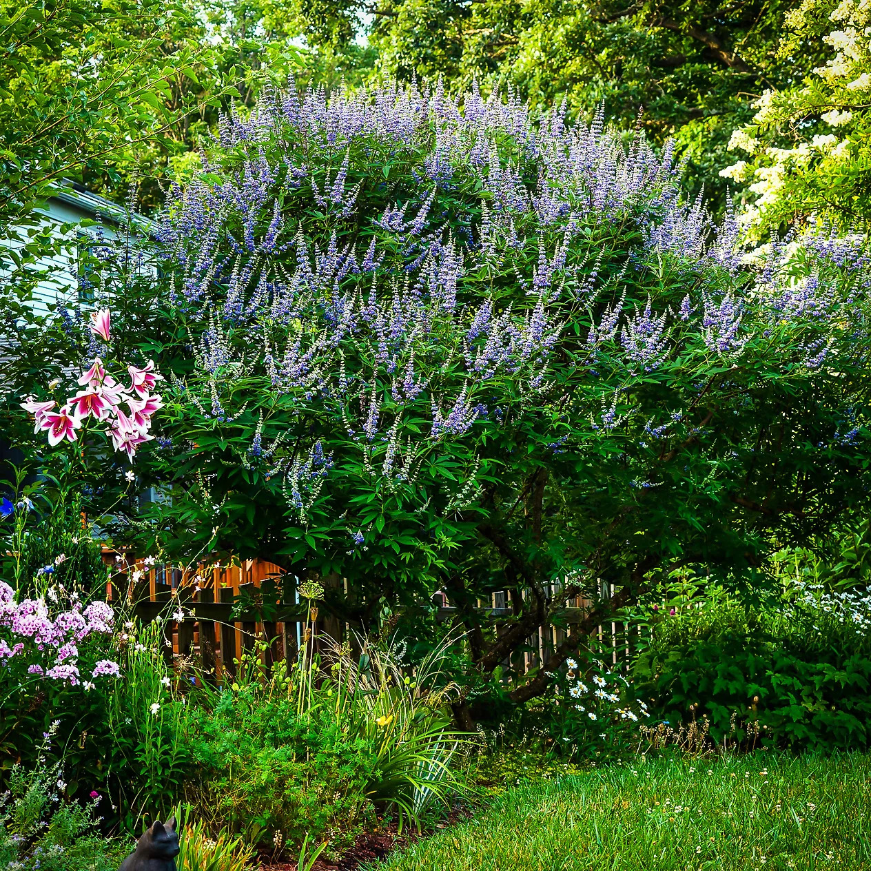 Shoal Creek Chaste Tree For Sale Online | The Tree Center