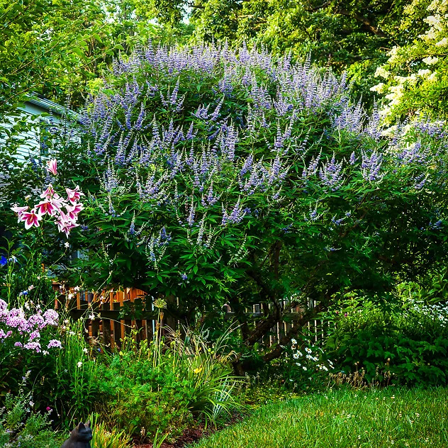 Shoal Creek Chaste Tree For Sale Online | The Tree Center