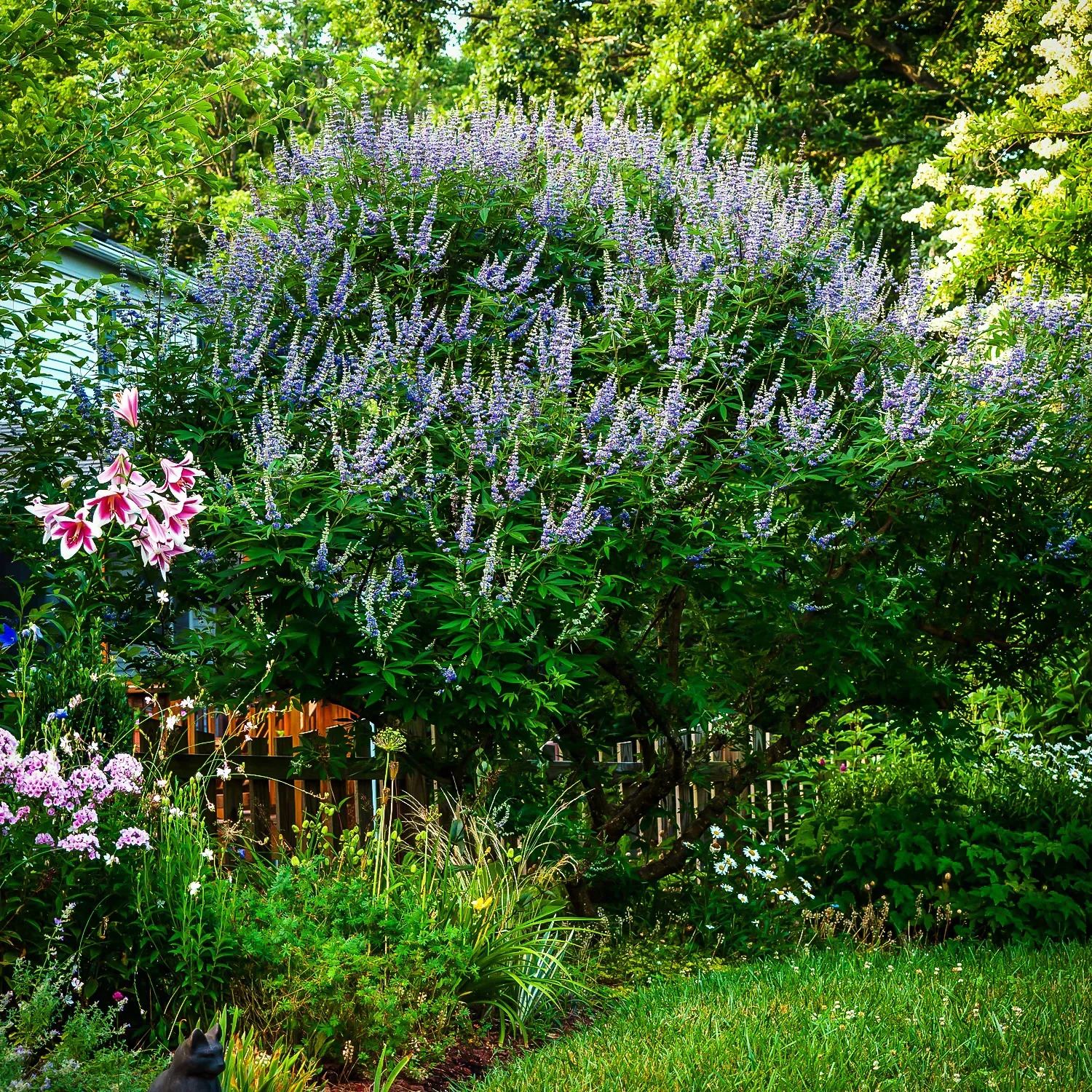 Shoal Creek Chaste Tree For Sale Online | The Tree Center