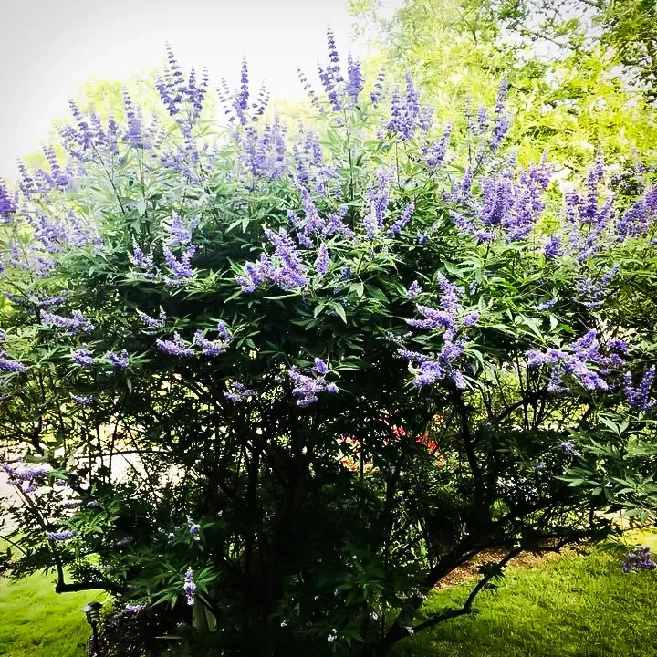 Shoal Creek Chaste Tree For Sale Online | The Tree Center