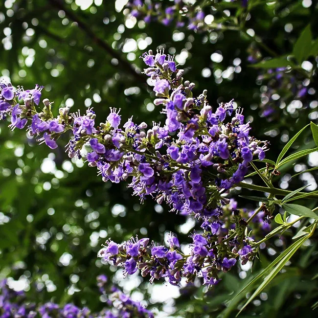 Shoal Creek Chaste Tree For Sale Online | The Tree Center