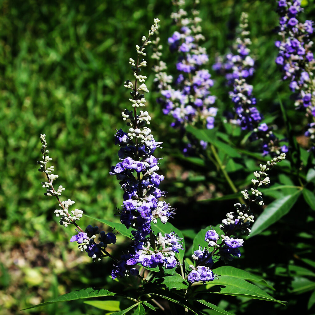 Shoal Creek Chaste Tree For Sale Online | The Tree Center