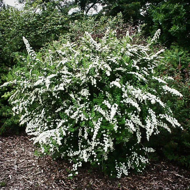 Snowmound Spirea For Sale | The Tree Center