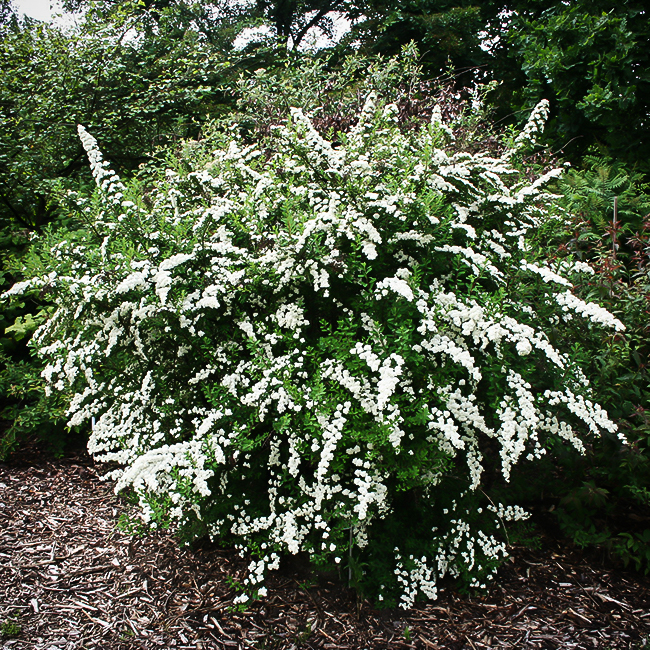 Snowmound Spirea For Sale | The Tree Center