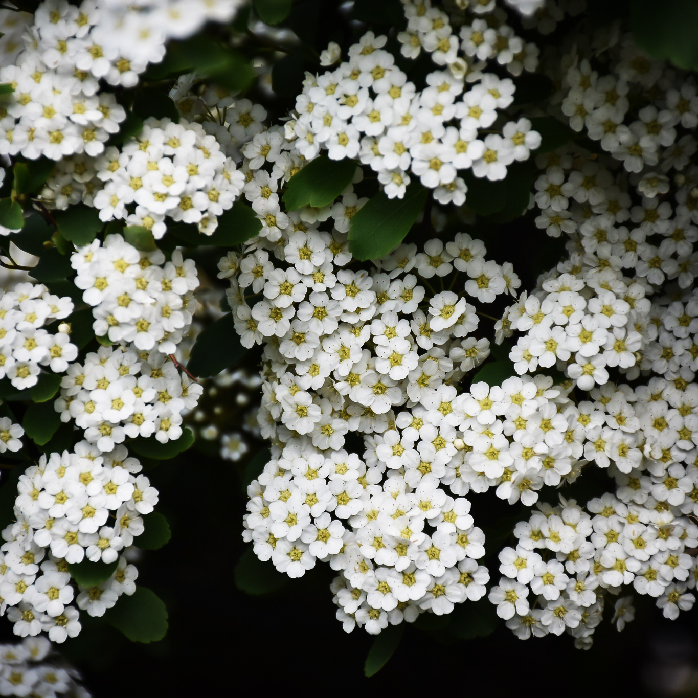 Snowmound Spirea For Sale | The Tree Center