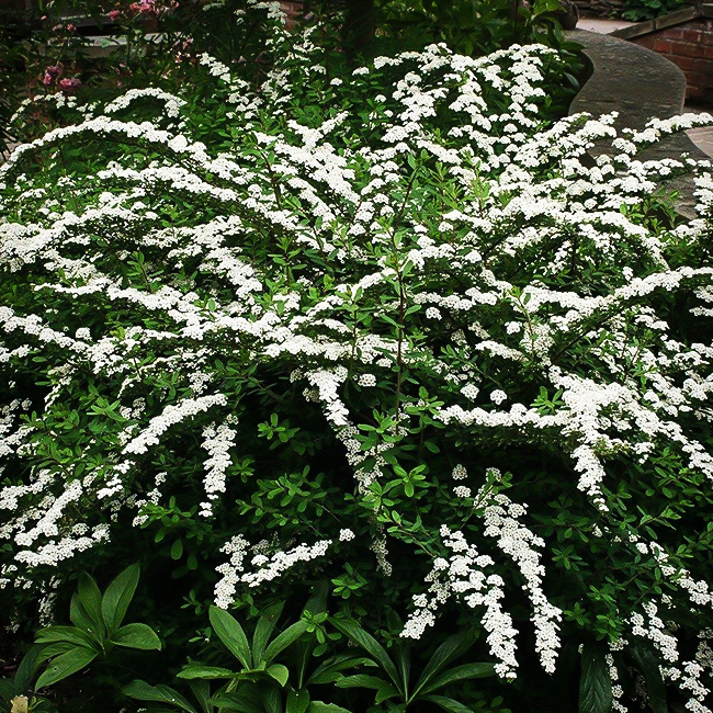 Snowmound Spirea For Sale | The Tree Center