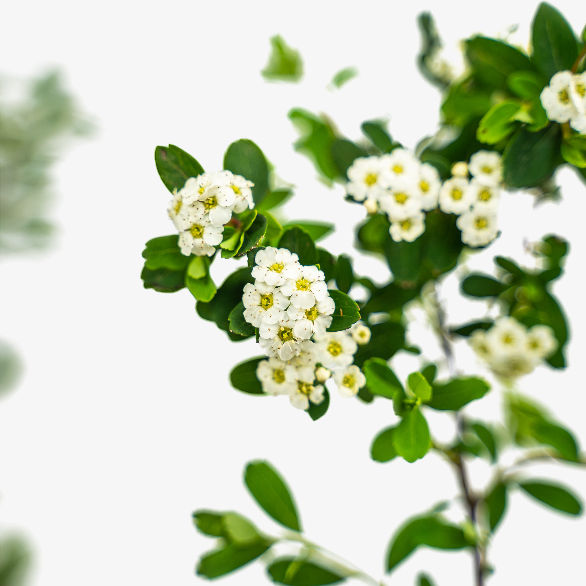 Snowmound Spirea For Sale | The Tree Center