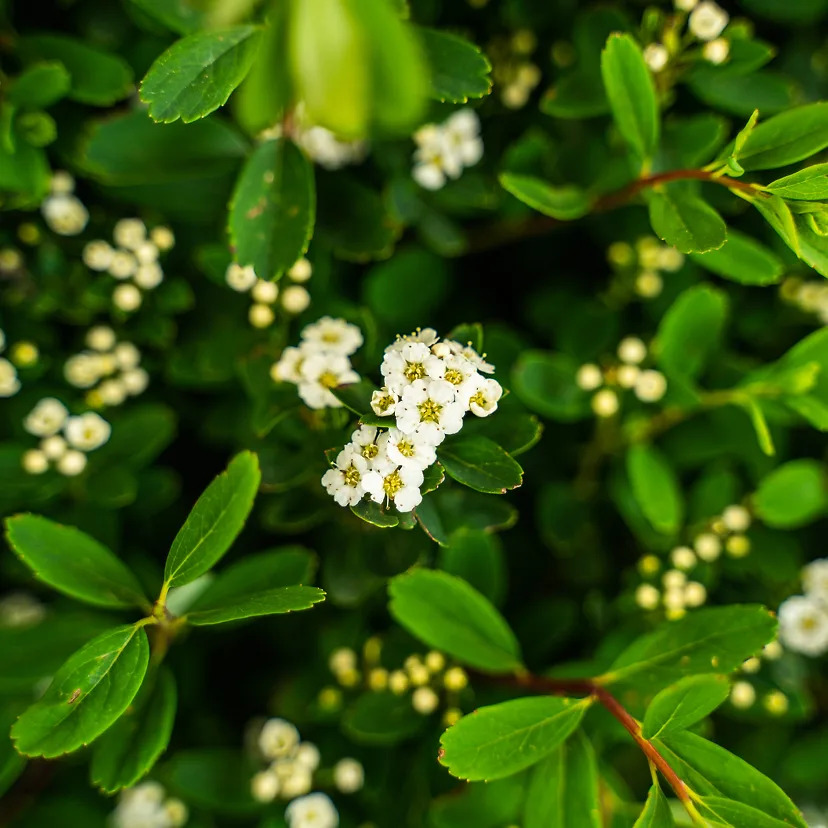 Snowmound Spirea For Sale | The Tree Center