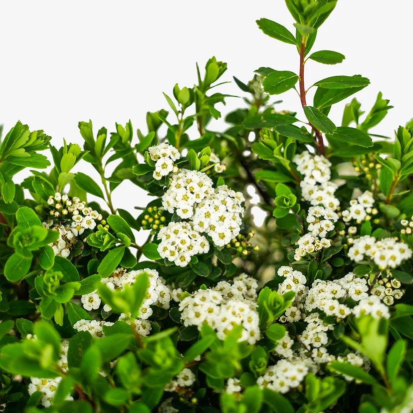 Snowmound Spirea For Sale | The Tree Center