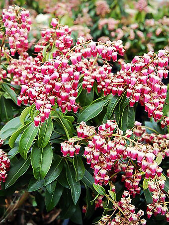 Flaming Silver Pieris For Sale | The Tree Center