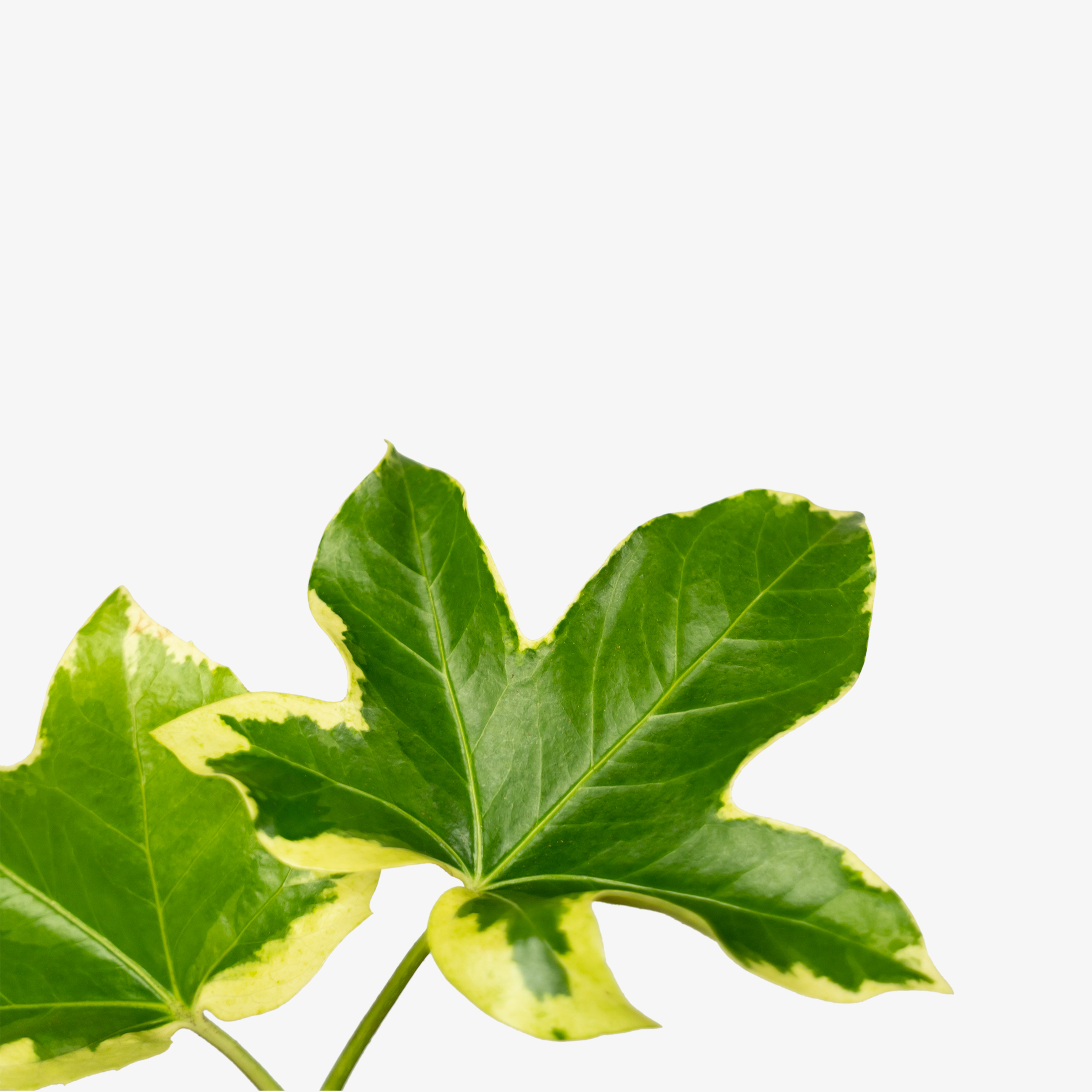 Southern Living Tree Ivy For Sale Online | The Tree Center