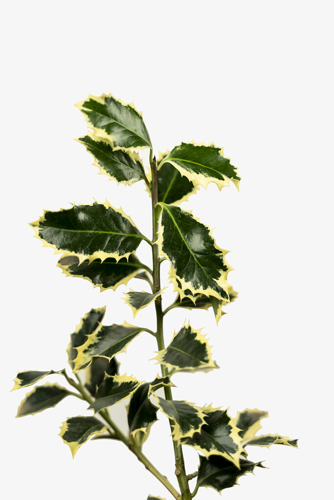 Variegated English Holly For Sale Online | The Tree Center