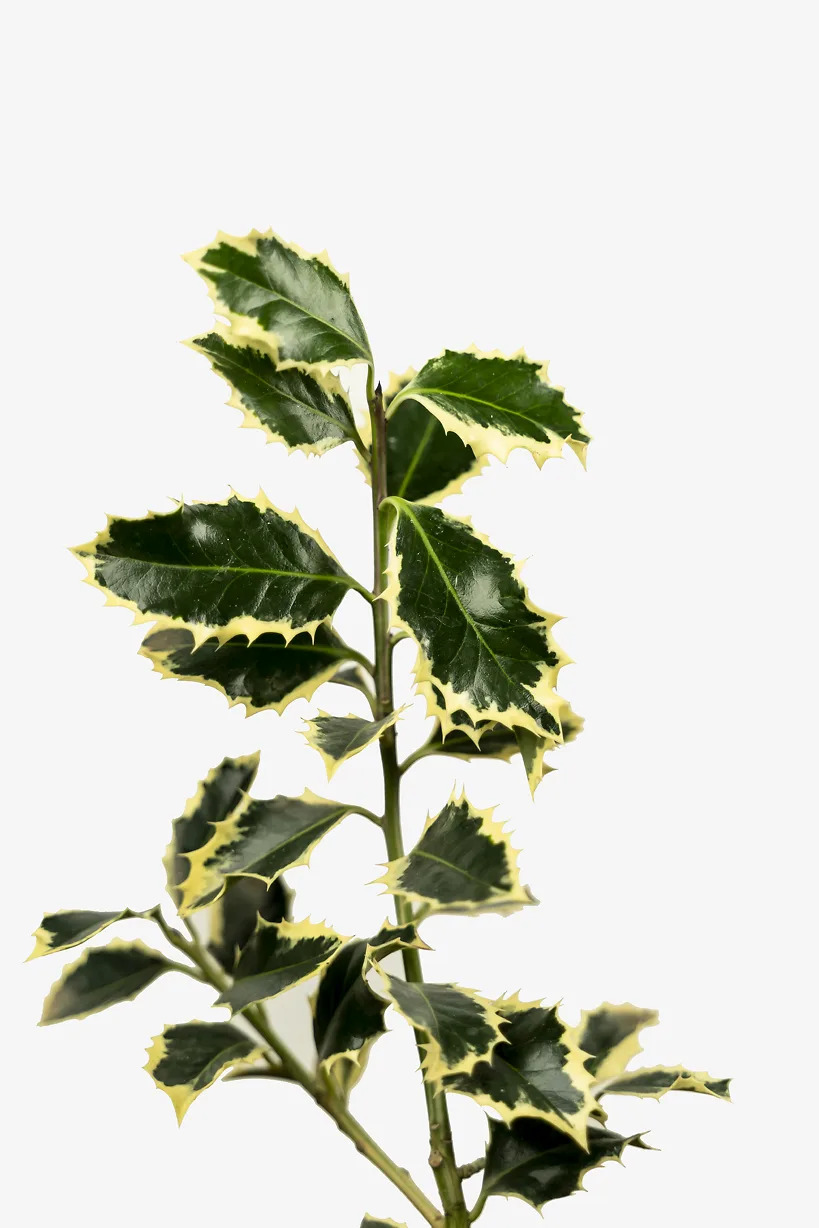 Variegated English Holly For Sale Online | The Tree Center