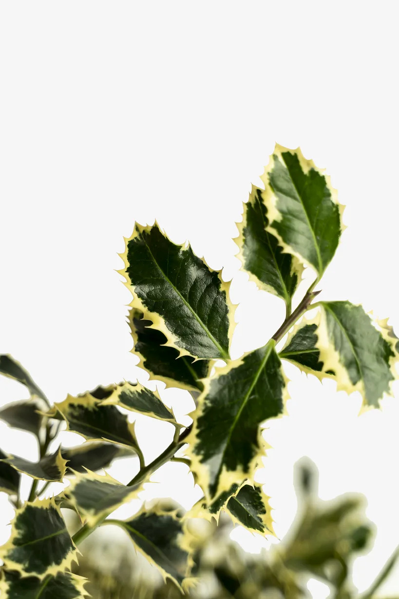 Variegated English Holly For Sale Online | The Tree Center