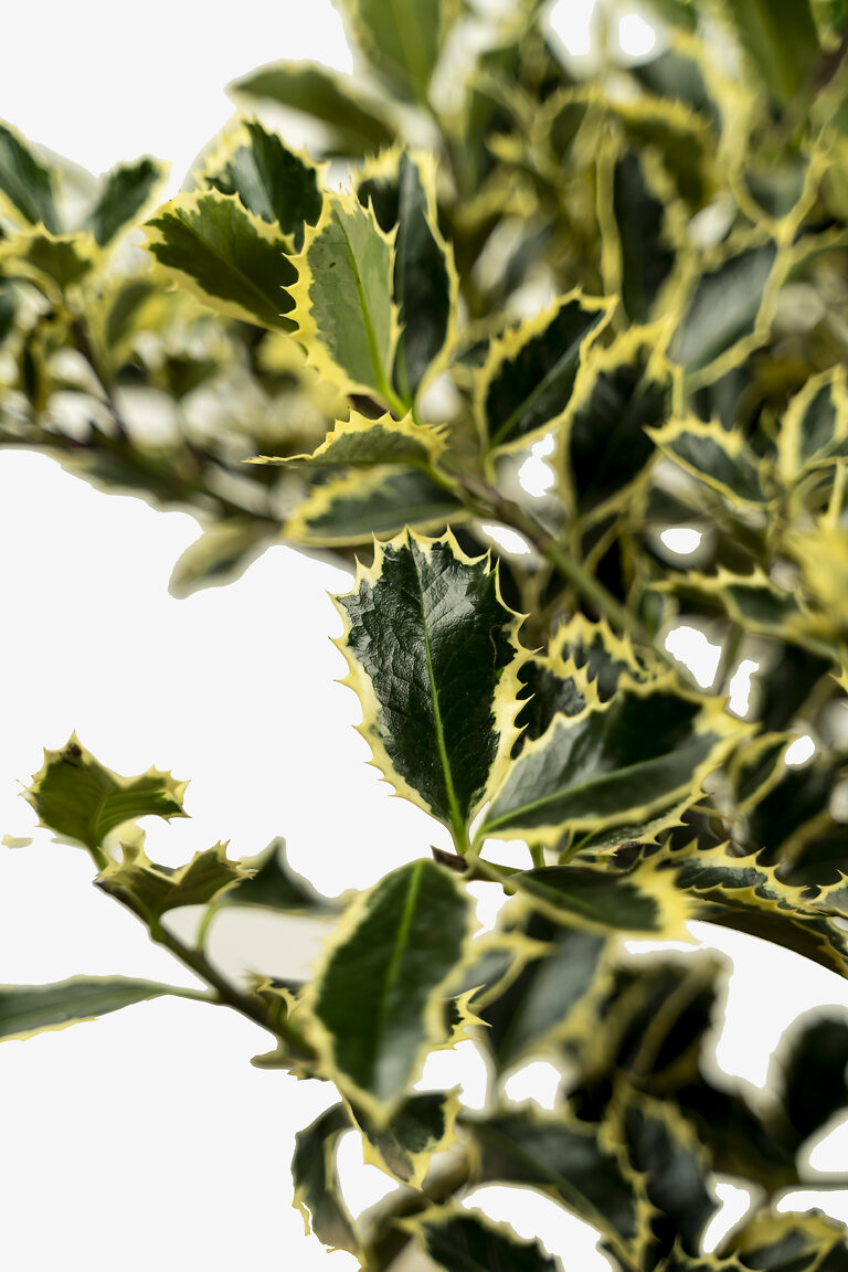Variegated English Holly For Sale Online | The Tree Center