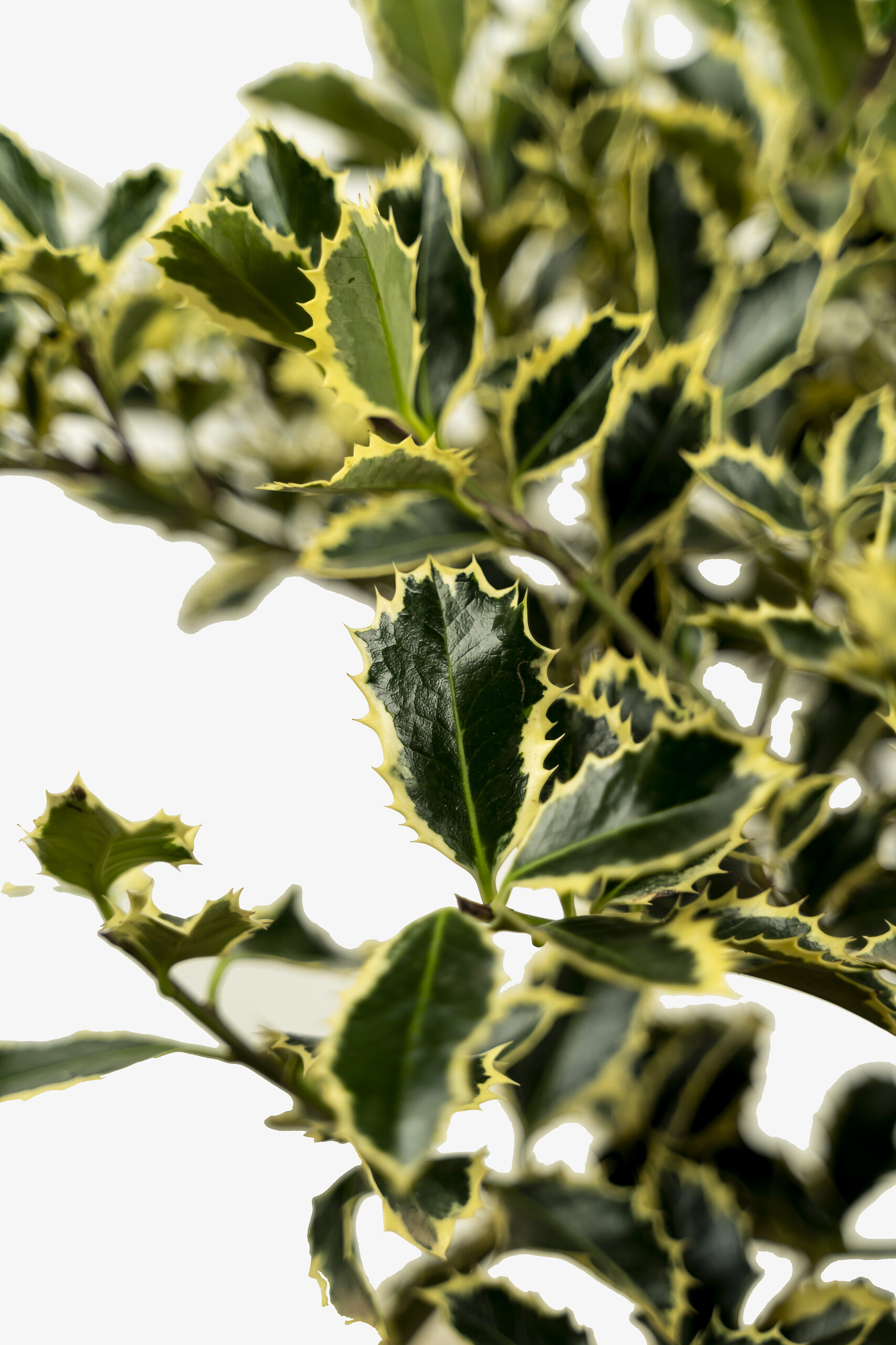 Variegated English Holly For Sale Online | The Tree Center