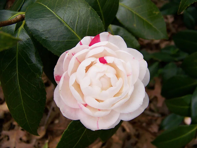April Dawn Camellia For Sale Online | The Tree Center