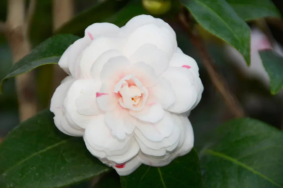 April Dawn Camellia For Sale Online | The Tree Center