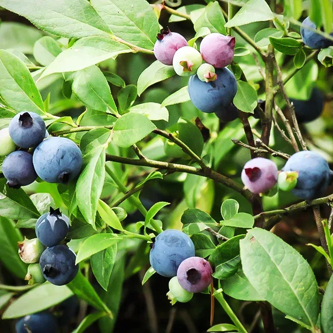 Chippewa Blueberry For Sale Online | The Tree Center
