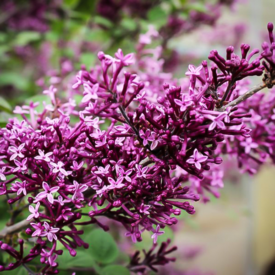 Crimson Doll™ Lilac For Sale Online | The Tree Center
