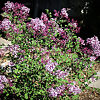 Crimson Doll™ Lilac For Sale Online | The Tree Center