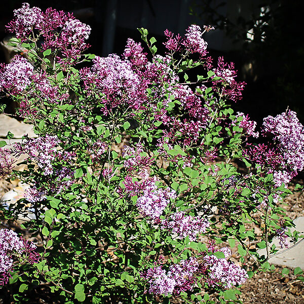Crimson Doll™ Lilac For Sale Online | The Tree Center