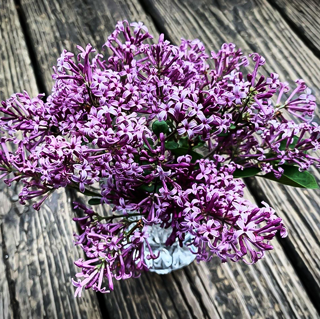 Crimson Doll™ Lilac For Sale Online | The Tree Center