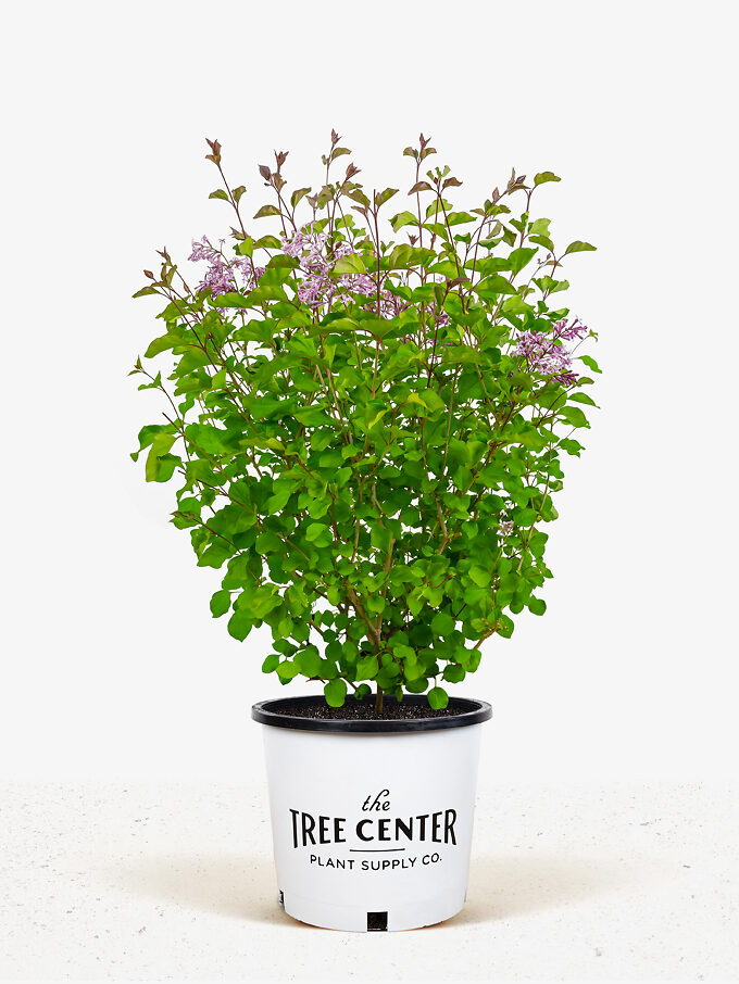 Lavender Lady Lilac For Sale Online | The Tree Center