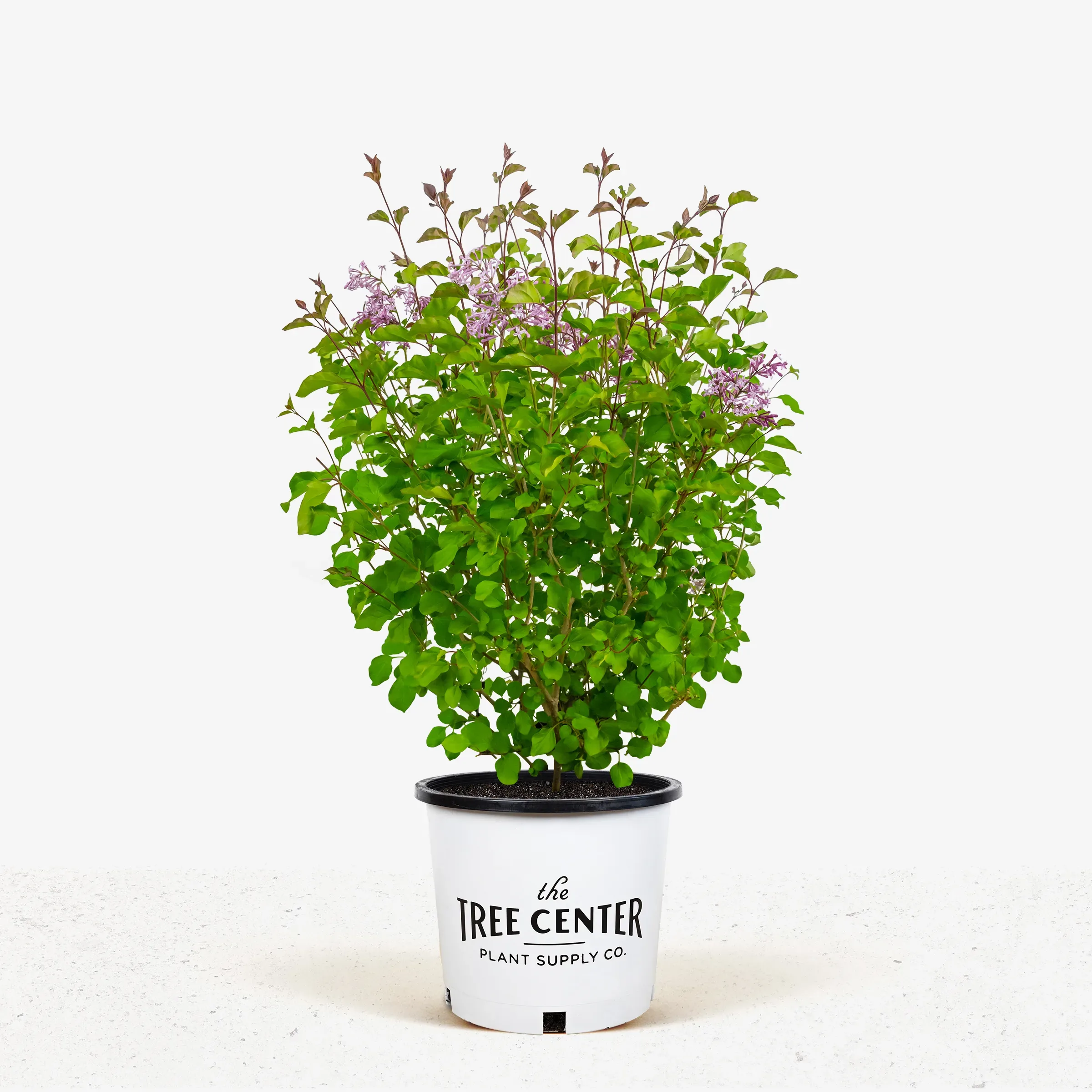 Crimson Doll™ Lilac For Sale Online | The Tree Center