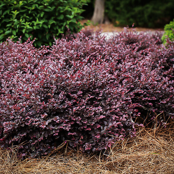 Crimson Fire Loropetalum For Sale Online | The Tree Center
