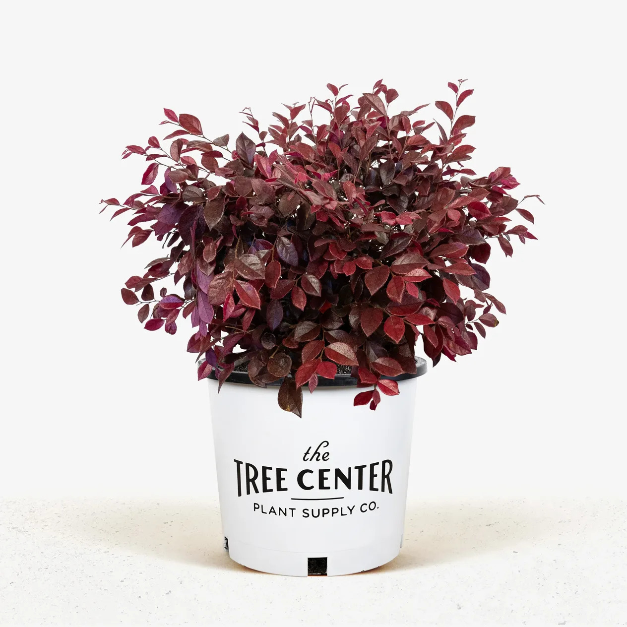 Crimson Fire Loropetalum For Sale Online | The Tree Center
