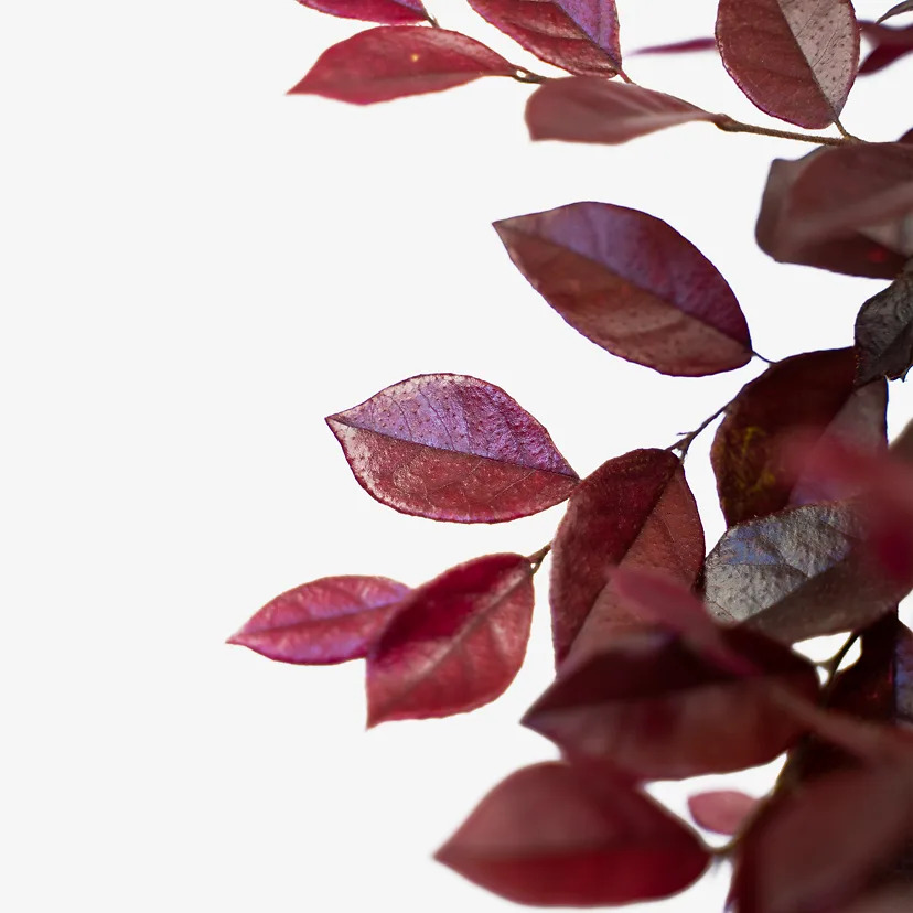 Crimson Fire Loropetalum For Sale Online | The Tree Center