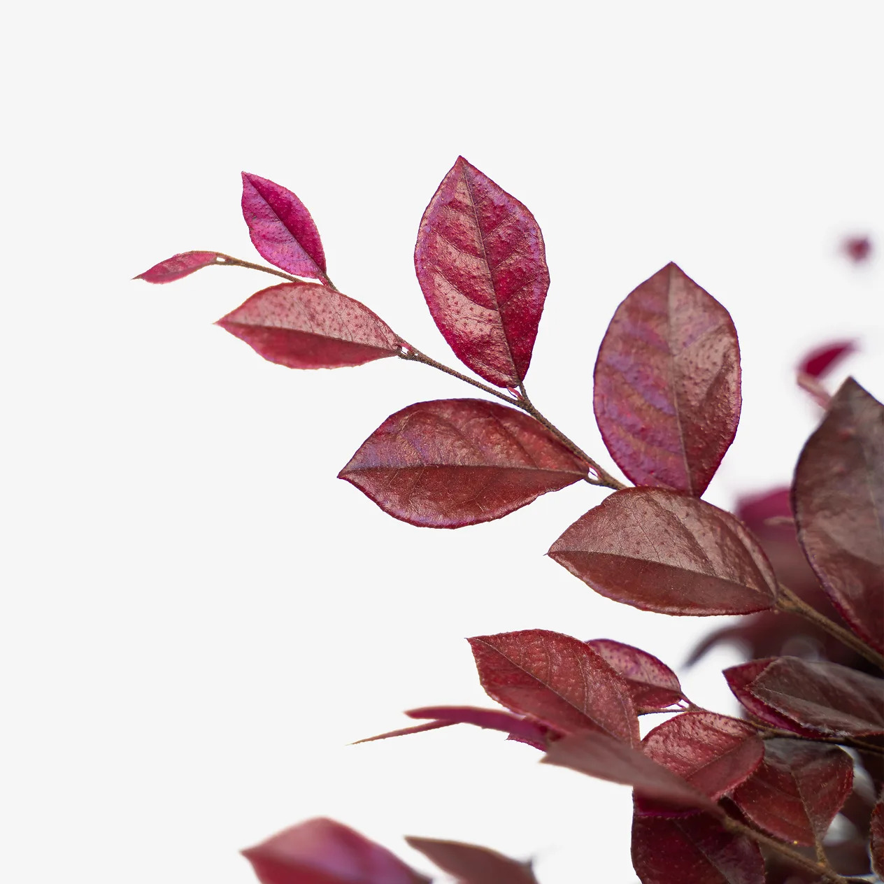 Crimson Fire Loropetalum For Sale Online | The Tree Center