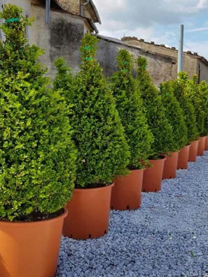Winter Gem Boxwood For Sale Online | Japanese Boxwood