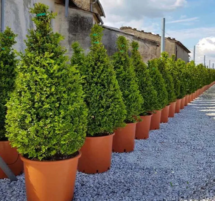 Faulkner Boxwood Cone For Sale Online | The Tree Center