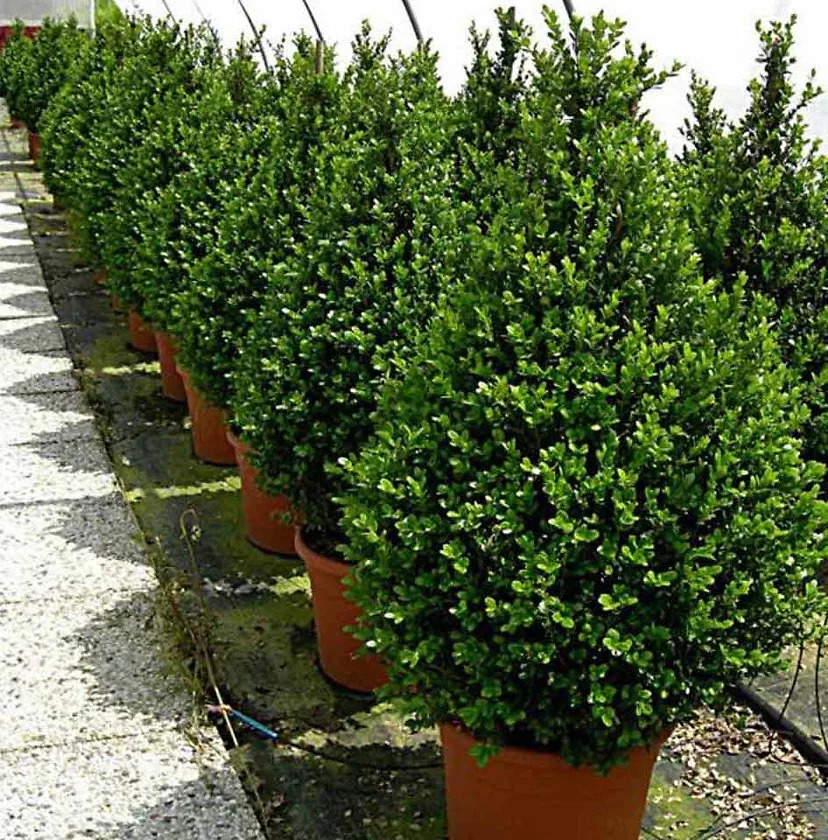 Faulkner Boxwood Cone For Sale Online | The Tree Center