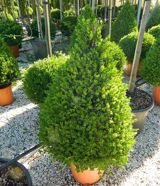 Faulkner Boxwood Cone For Sale Online | The Tree Center