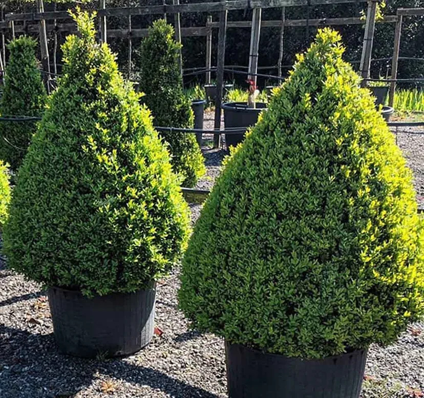 Faulkner Boxwood Cone For Sale Online | The Tree Center